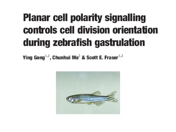 PPT - Épiblaste: couche externe du blastoderme Ectoderme neural (dorsal ...