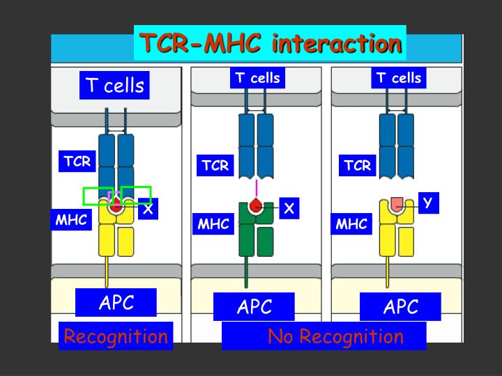 PPT - Cell Mediated Immunity (CMI) PowerPoint Presentation - ID:3287075