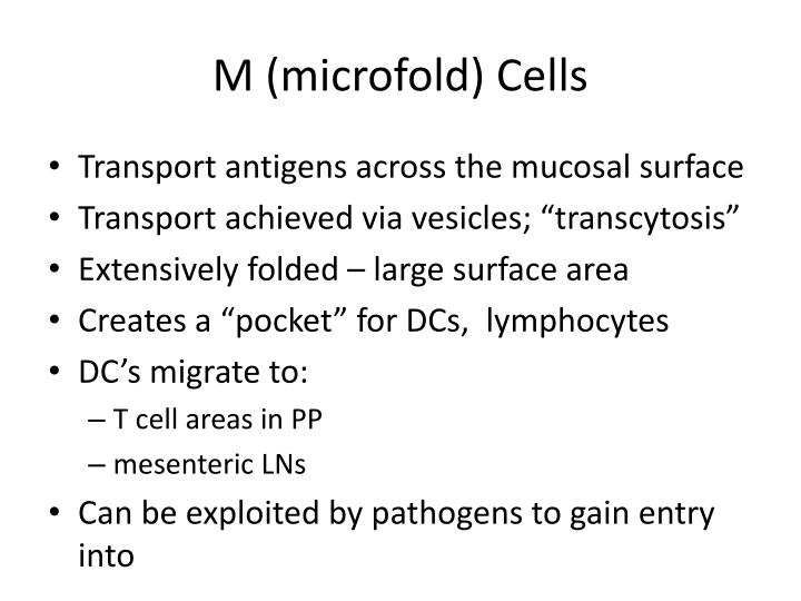 PPT - Mucosal Immunity-I PowerPoint Presentation - ID:3287086