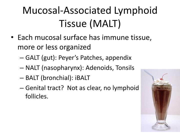 PPT - Mucosal Immunity-I PowerPoint Presentation - ID:3287086