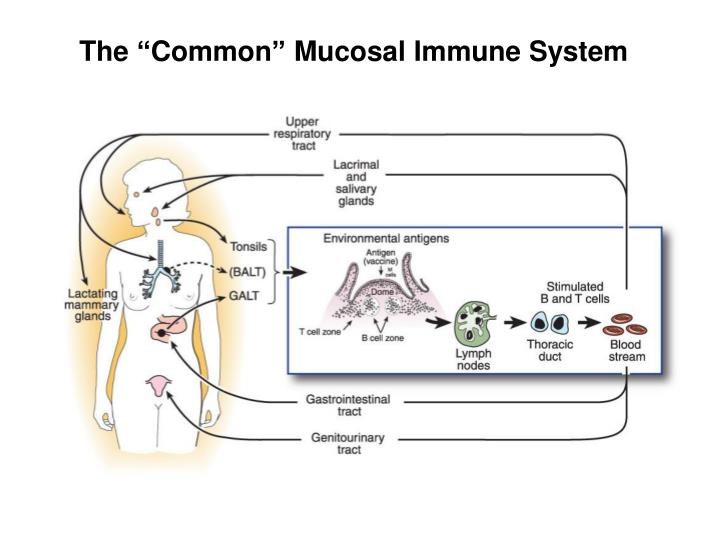 PPT - Mucosal Immunity-I PowerPoint Presentation - ID:3287086