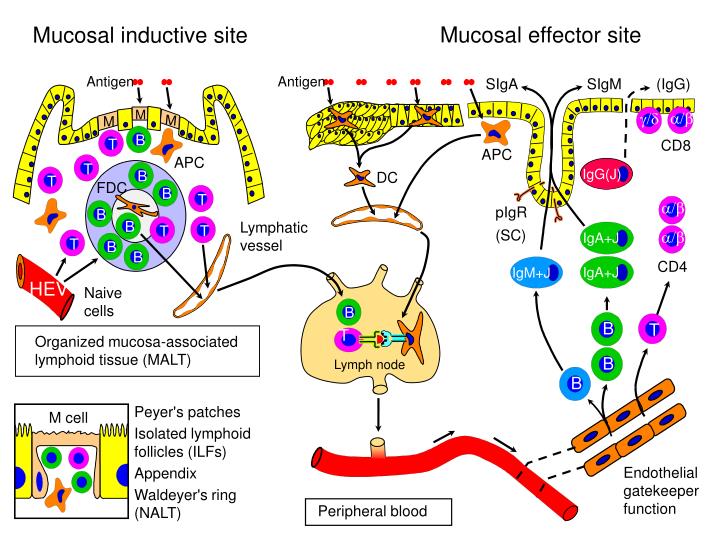 PPT - Mucosal Immunity-I PowerPoint Presentation - ID:3287086