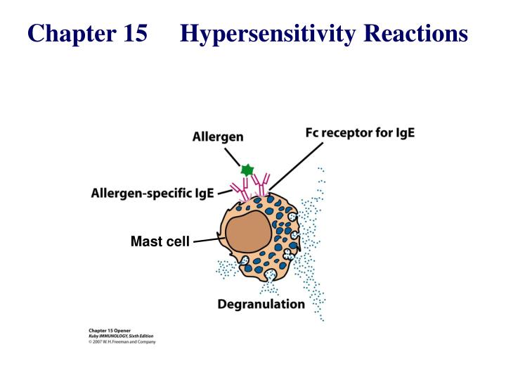 PPT - Chapter 15 Hypersensitivity Reactions PowerPoint Presentation ...