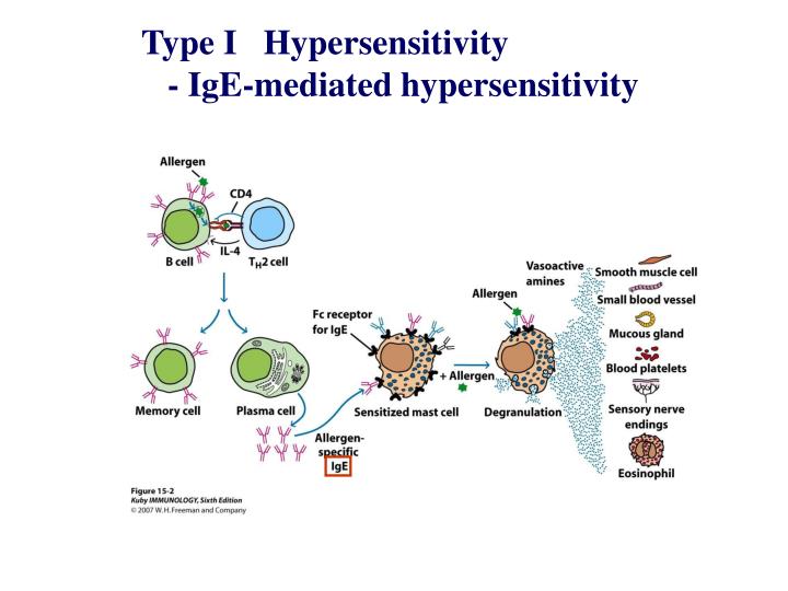 PPT - Chapter 15 Hypersensitivity Reactions PowerPoint Presentation ...