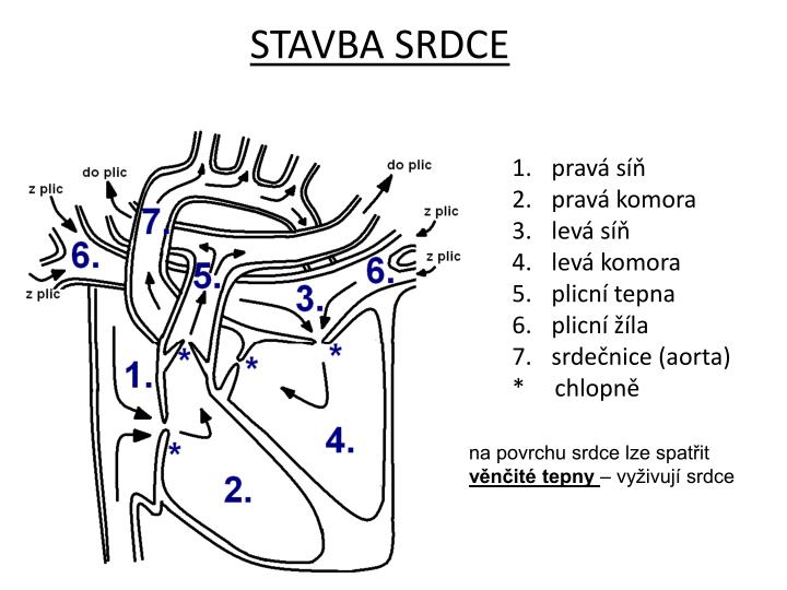 PPT - VY_52_INOVACE_01_13 Základní vzdělávání - Člověk a příroda ...