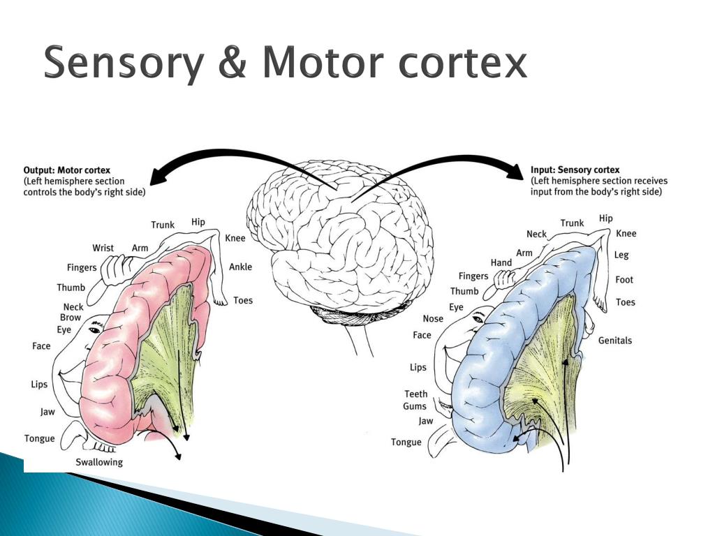 PPT - Unraveling the Neuroscience of Neurons: From Communication to ...