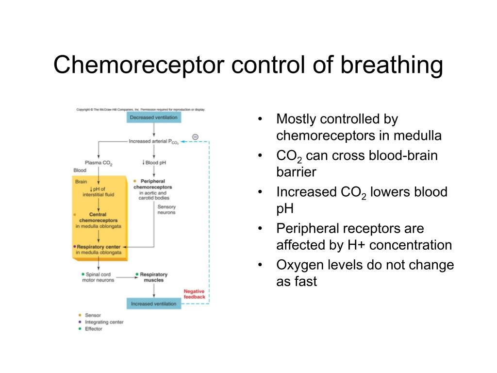 PPT - The Respiratory System Ventilation moving air into and out of ...