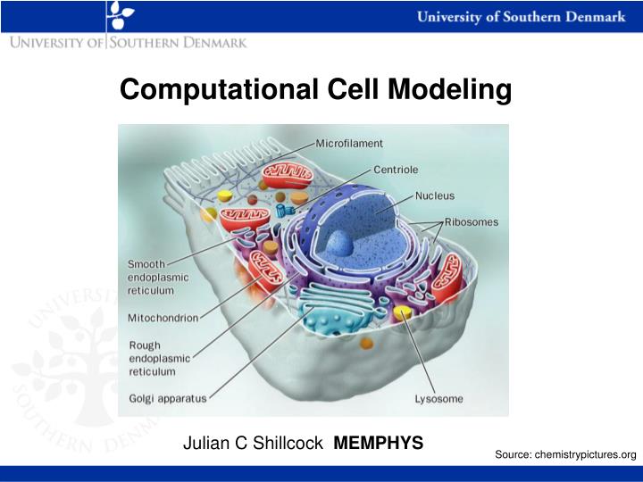 PPT - Computational Cell Modeling PowerPoint Presentation, free ...