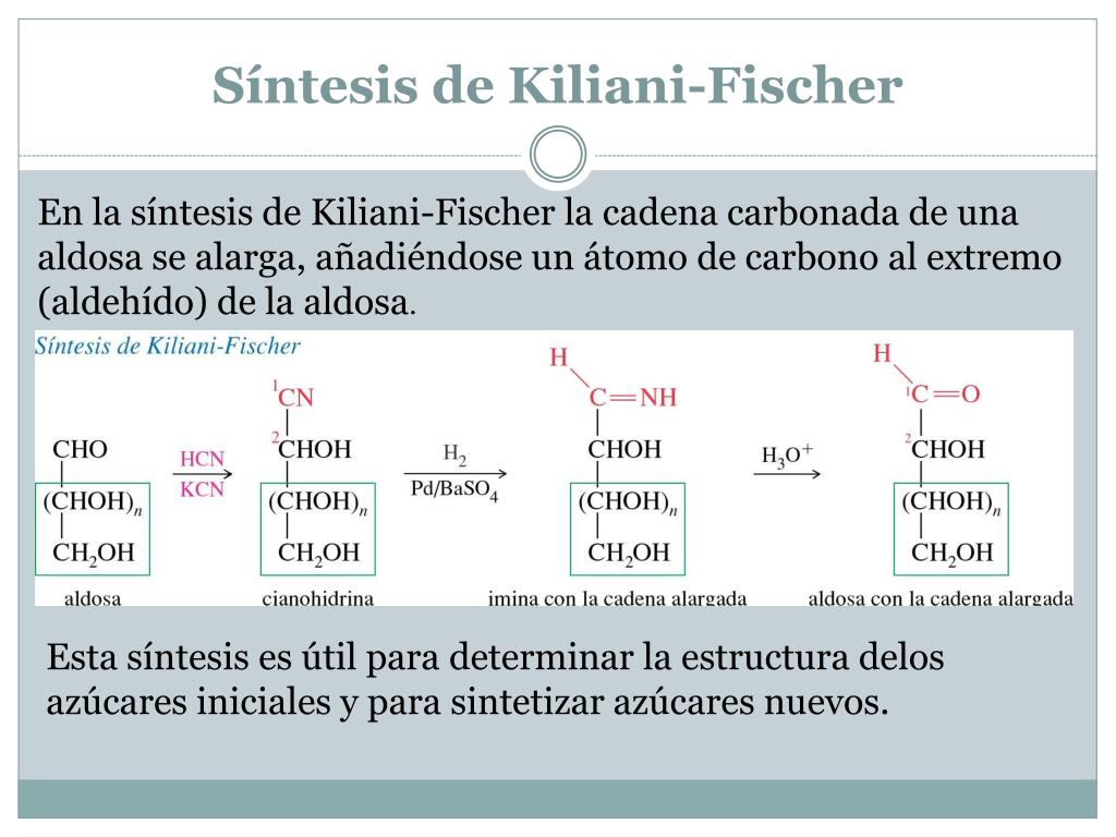 PPT - Carbohidratos y ácidos nucleicos PowerPoint Presentation, free ...