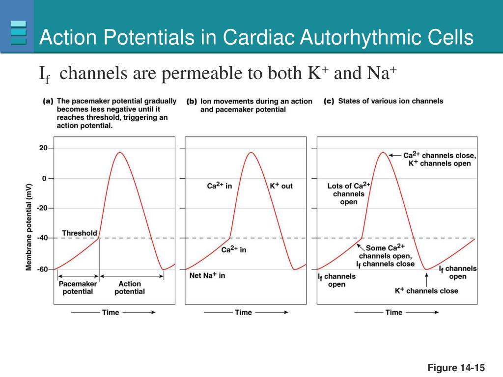 PPT - Cardiac Muscle versus Skeletal Muscle PowerPoint Presentation ...