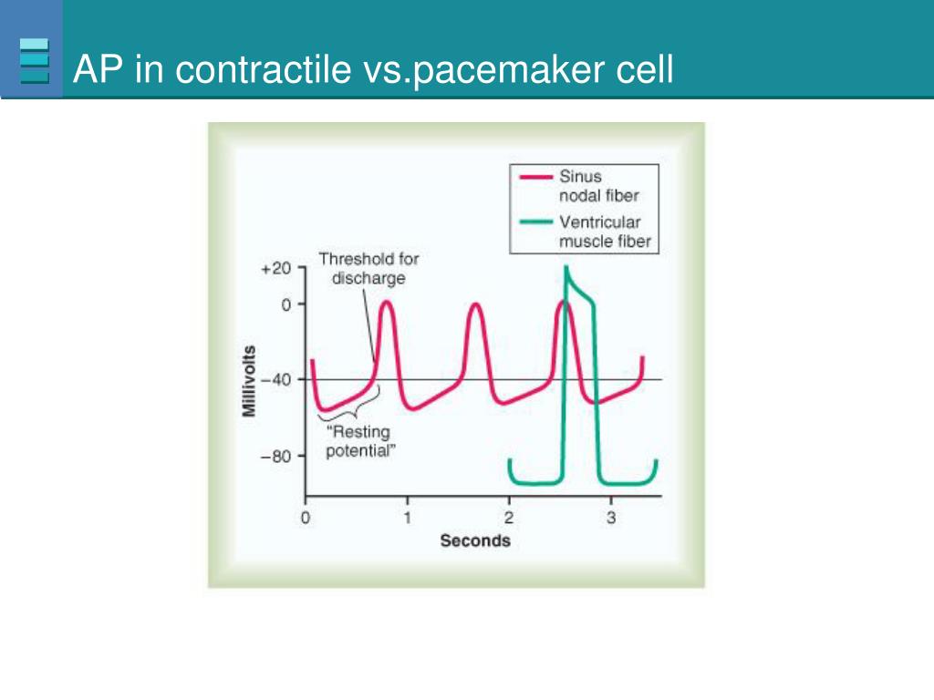 PPT - Cardiac Muscle versus Skeletal Muscle PowerPoint Presentation ...