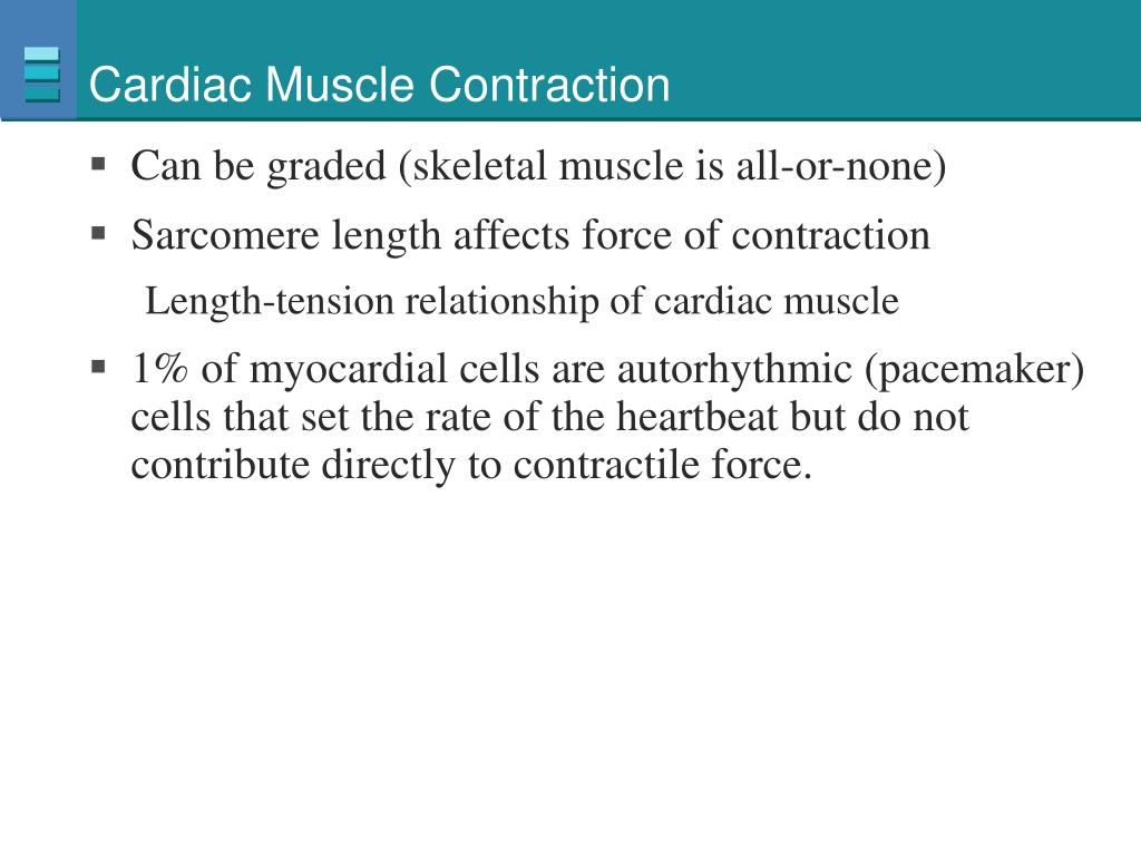 PPT - Cardiac Muscle versus Skeletal Muscle PowerPoint Presentation ...