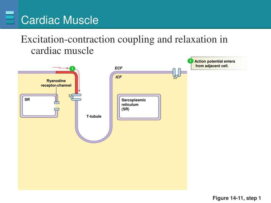 PPT - Cardiac Muscle versus Skeletal Muscle PowerPoint Presentation ...