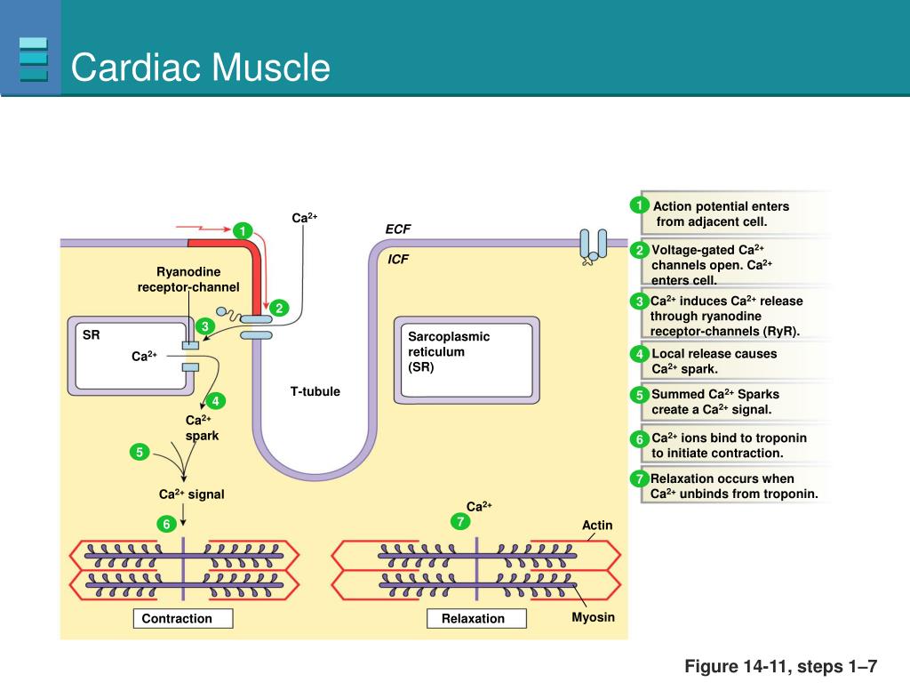 PPT - Cardiac Muscle versus Skeletal Muscle PowerPoint Presentation ...