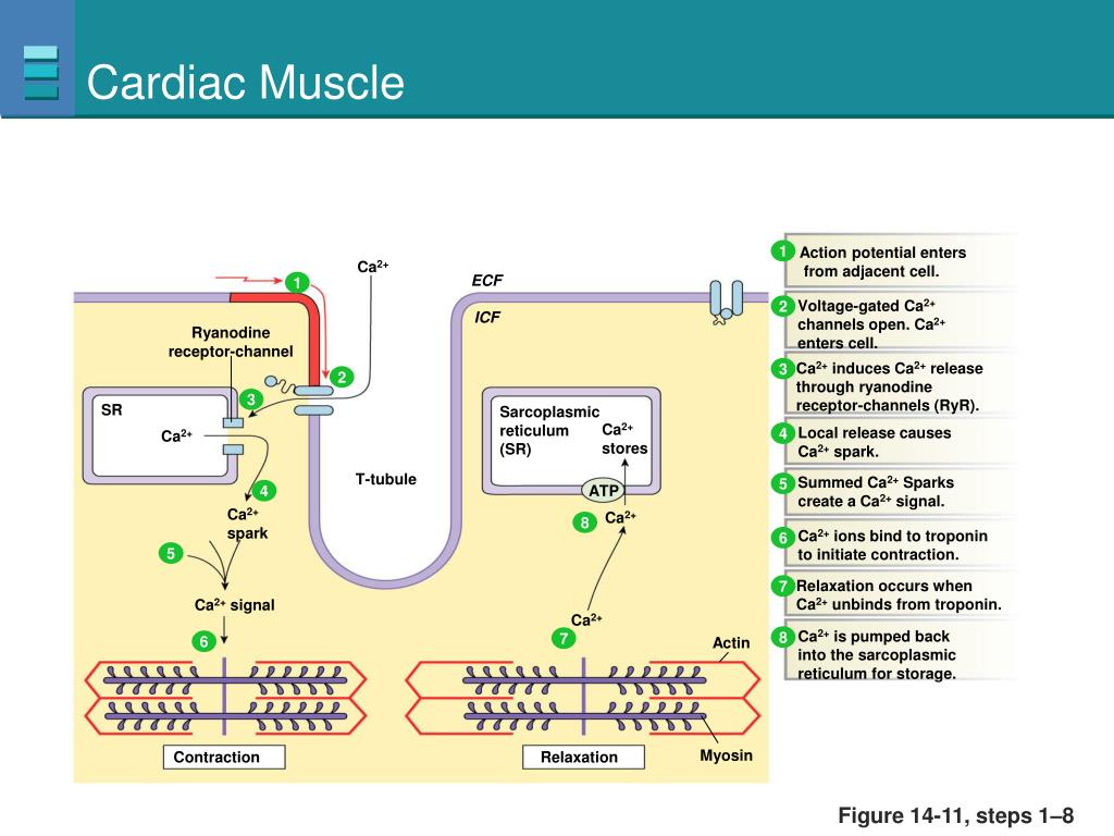PPT - Cardiac Muscle versus Skeletal Muscle PowerPoint Presentation ...