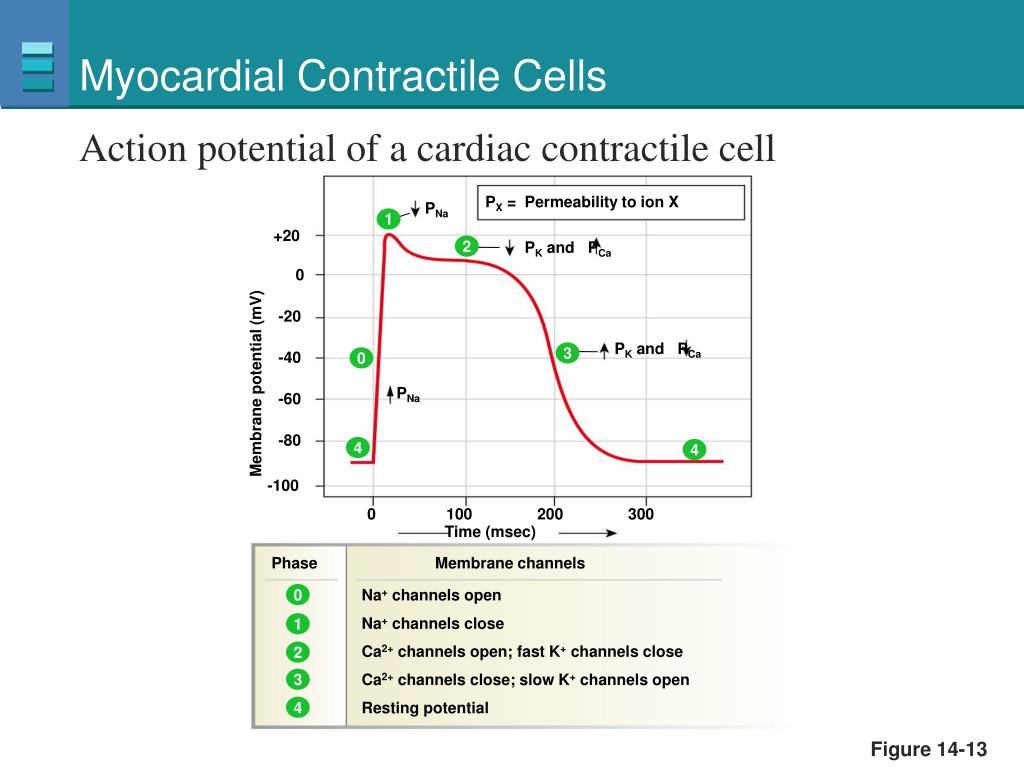 PPT - Cardiac Muscle versus Skeletal Muscle PowerPoint Presentation ...