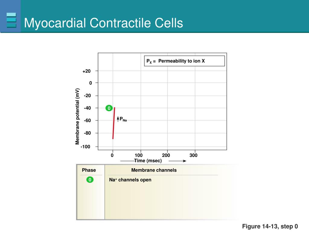 PPT - Cardiac Muscle versus Skeletal Muscle PowerPoint Presentation ...