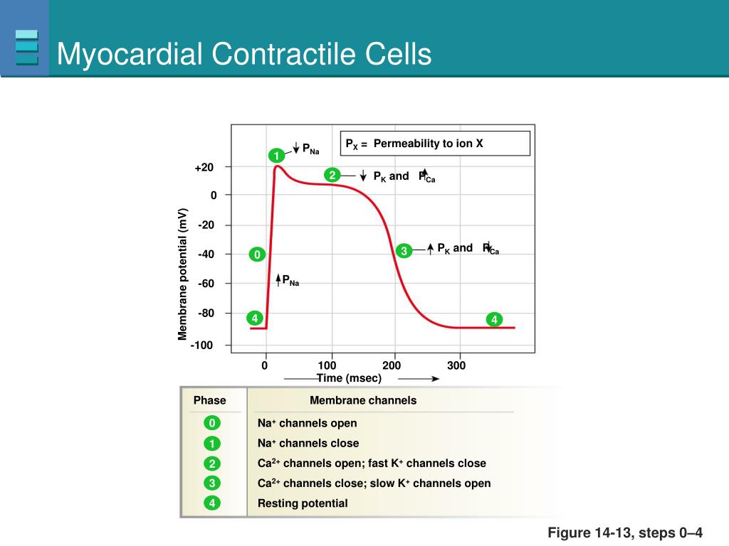 PPT - Cardiac Muscle versus Skeletal Muscle PowerPoint Presentation ...
