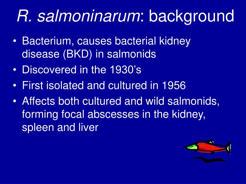 PPT - Genomics of IS 994 : Transposase Genes in Renibacterium ...
