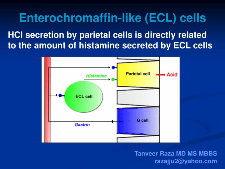 PPT - Physiology Lecture 50 PowerPoint Presentation - ID:3292019