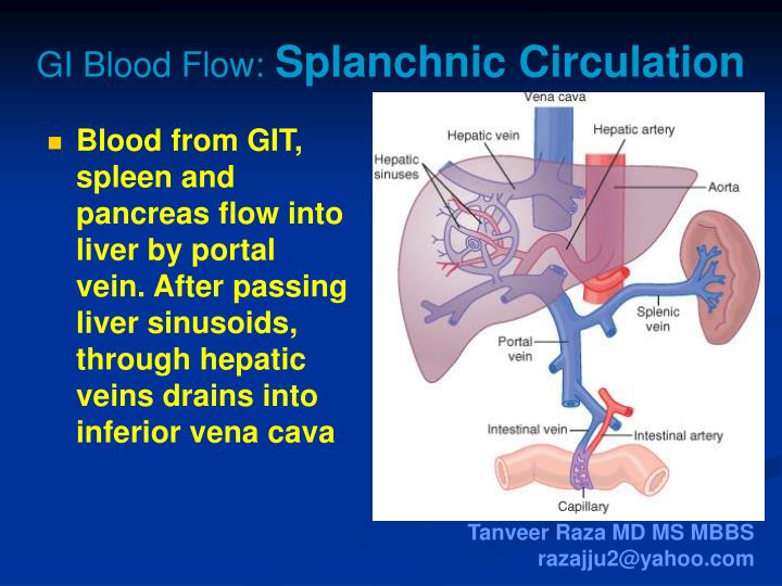 PPT - Physiology Lecture 50 PowerPoint Presentation - ID:3292019
