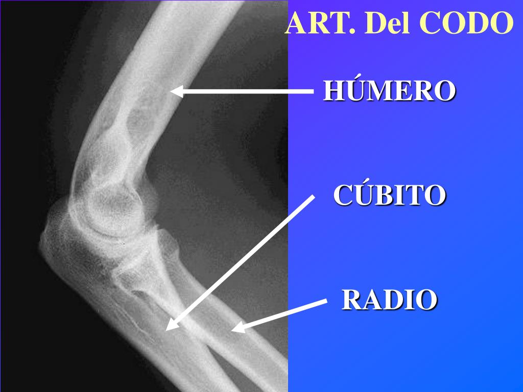 PPT - MIEMBRO SUPERIOR MÚSCULOS y MOVIMIENTOS PowerPoint Presentation ...