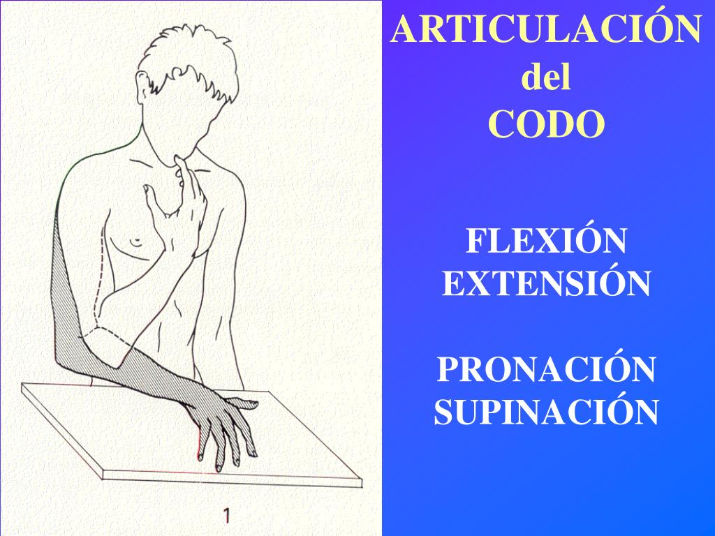 Ppt Miembro Superior Músculos Y Movimientos Powerpoint Presentation