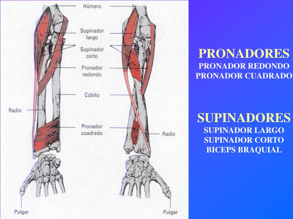 PPT - MIEMBRO SUPERIOR MÚSCULOS y MOVIMIENTOS PowerPoint Presentation ...