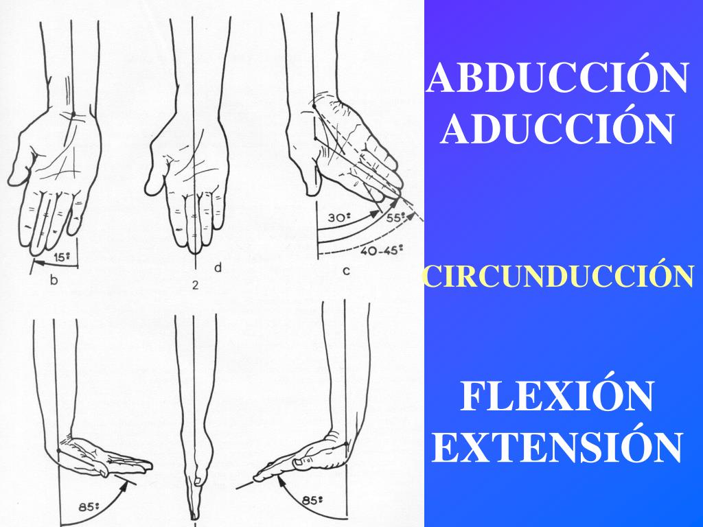 PPT - MIEMBRO SUPERIOR MÚSCULOS y MOVIMIENTOS PowerPoint Presentation ...