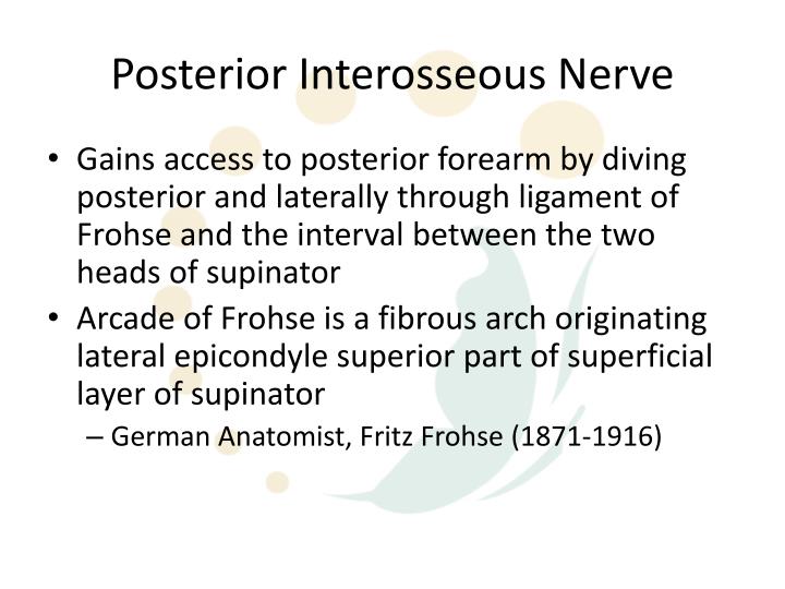 PPT - Radial Nerve Anatomy Episode 1 PowerPoint Presentation - ID:3294208