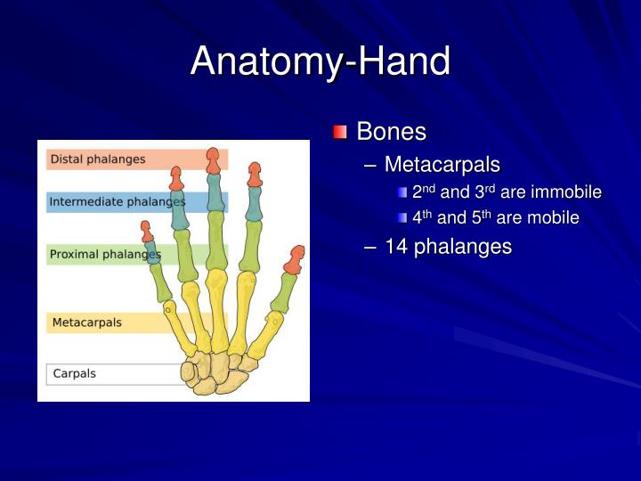 PPT - Examination of the Hand and Wrist PowerPoint Presentation - ID ...
