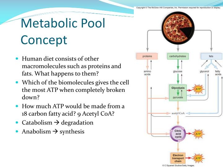 PPT - Relationship between Photosynthesis and Cellular Respiration ...