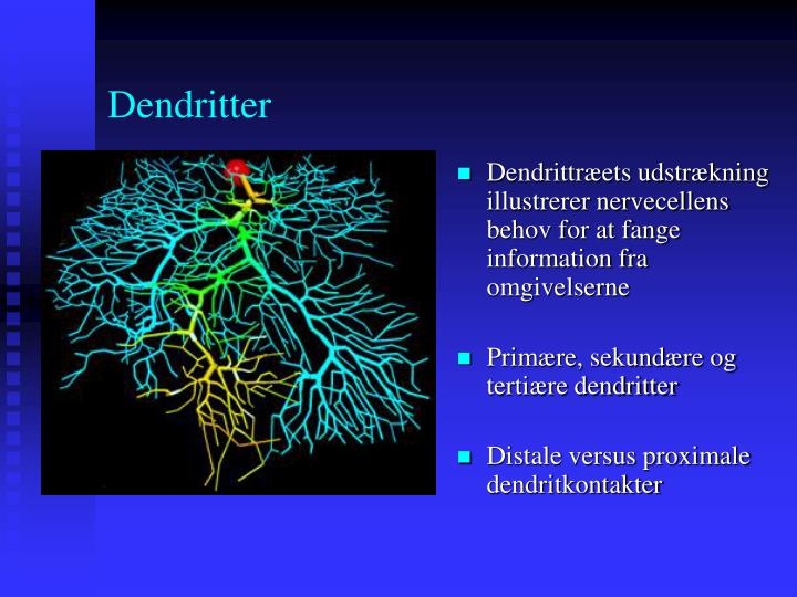 PPT - Nervesystemets celler, fysiologi & kemi. PowerPoint Presentation ...