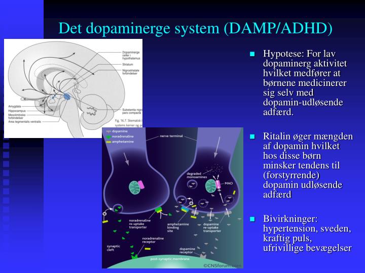 PPT - Nervesystemets celler, fysiologi & kemi. PowerPoint Presentation ...