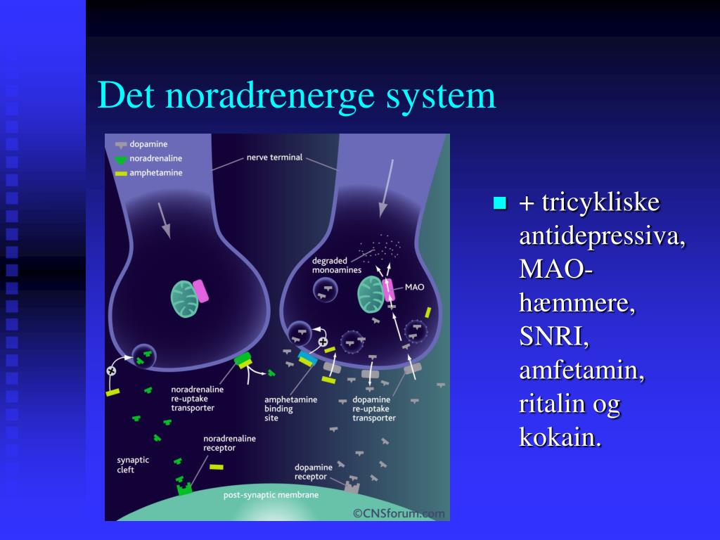 PPT - Nervesystemets celler, fysiologi & kemi. PowerPoint Presentation ...
