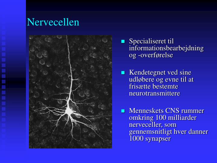 PPT - Nervesystemets celler, fysiologi & kemi. PowerPoint Presentation ...