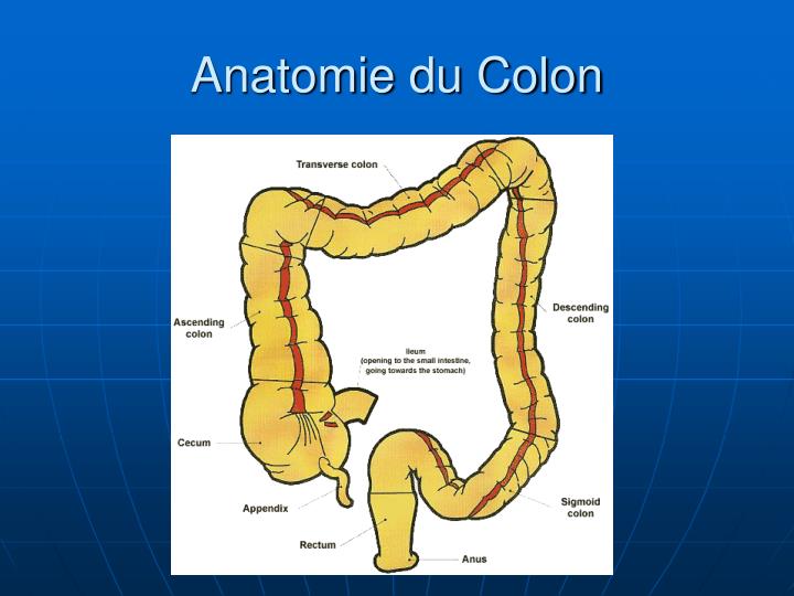 PPT - Cancer Colo-rectal PowerPoint Presentation - ID:3297679