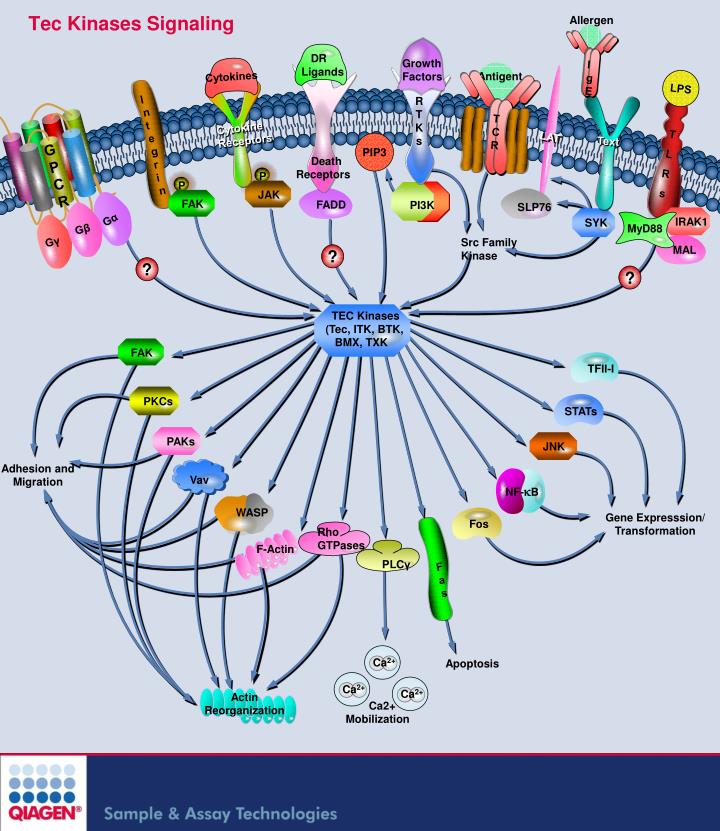 Ppt Tec Kinases Signaling Powerpoint Presentation Id3297831