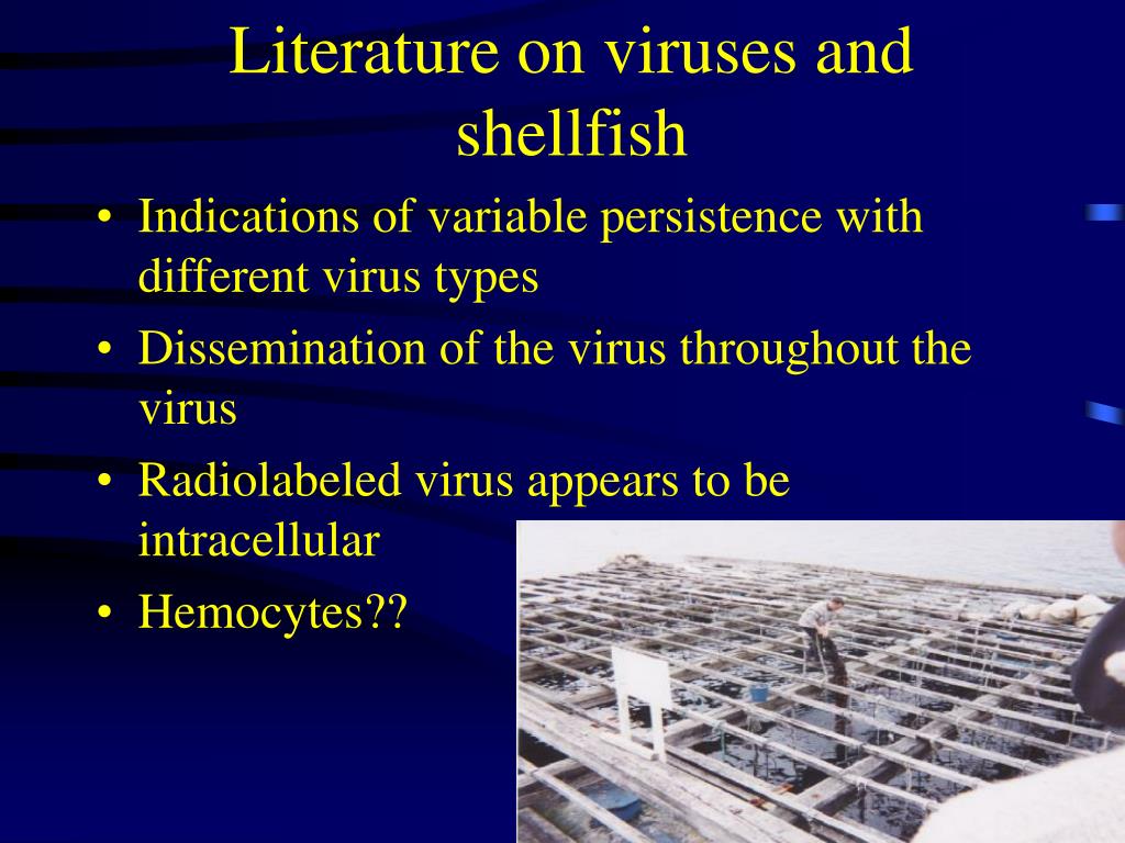 PPT - Mecanismos de persistencia de virus de hepatitis A en bivalvos ...