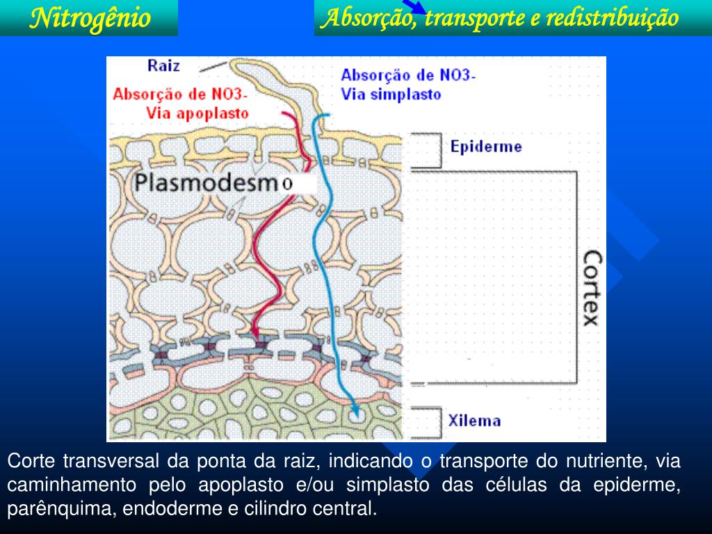 PPT - Nitrogênio e enxofre: mobilidade, funções e sintomatologia de ...