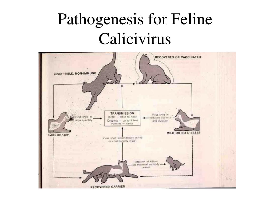 PPT - Caliciviridae – Feline and Porcine PowerPoint Presentation, free ...