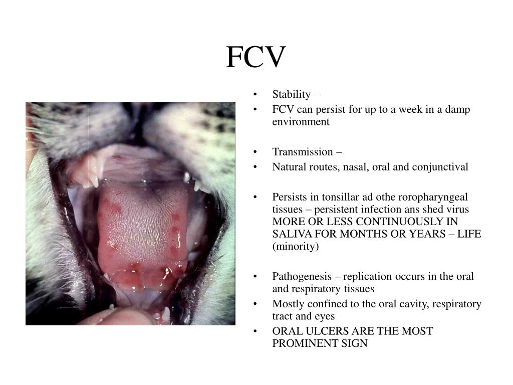 PPT - Caliciviridae – Feline and Porcine PowerPoint Presentation, free ...