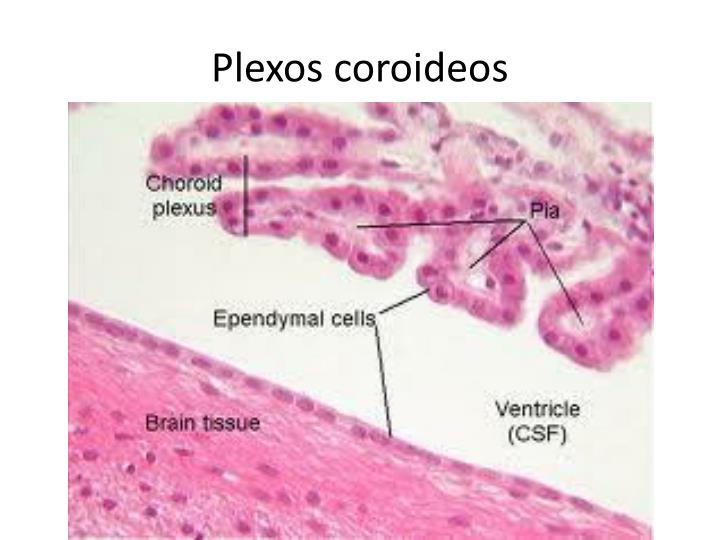 PPT - Histología SNC y Periférico PowerPoint Presentation - ID:3299002