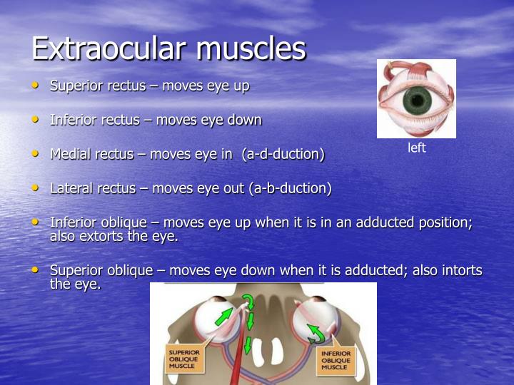 PPT - Eye Movements PowerPoint Presentation - ID:3299380