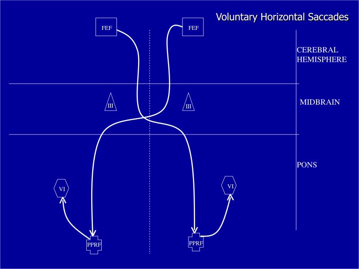 PPT - Eye Movements PowerPoint Presentation - ID:3299380