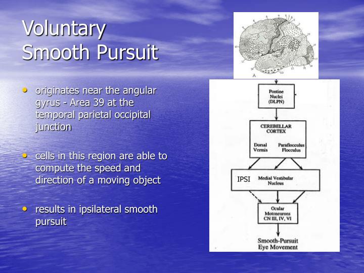 PPT - Eye Movements PowerPoint Presentation - ID:3299380
