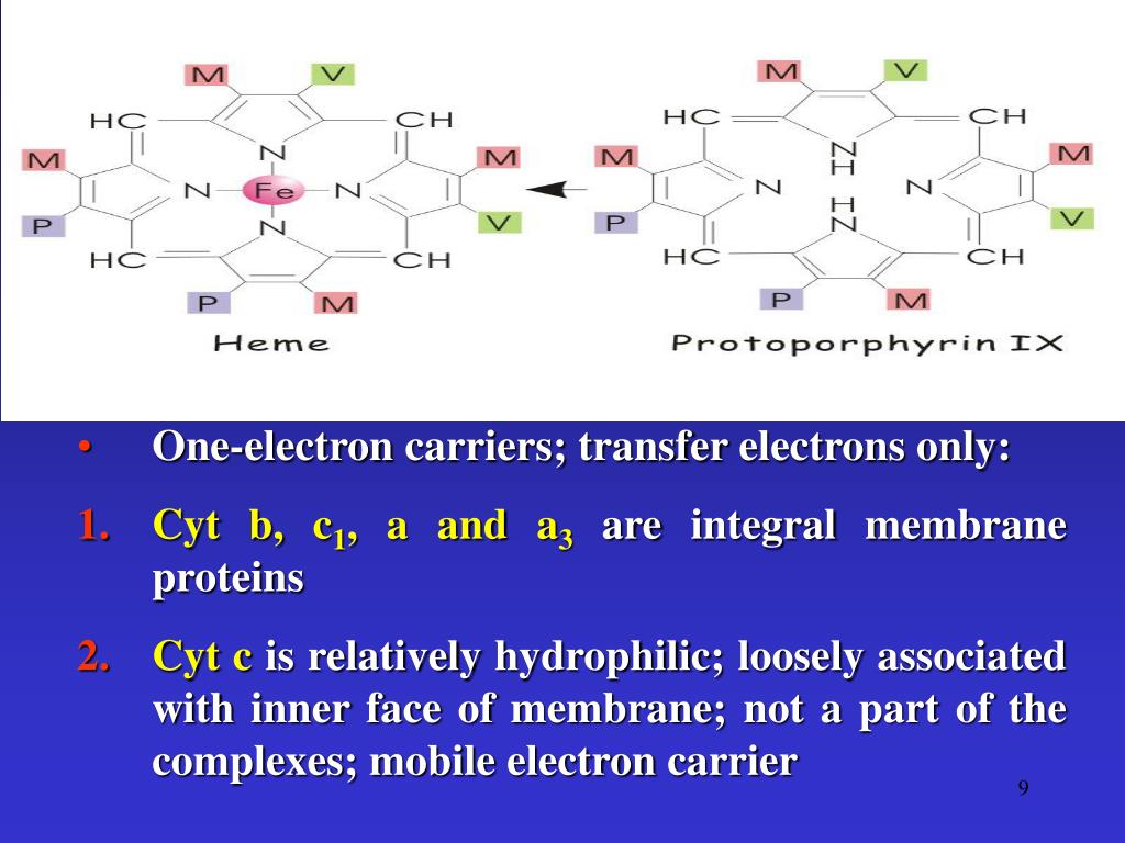 PPT - Understanding Mitochondrial Function: Structure, Electron ...