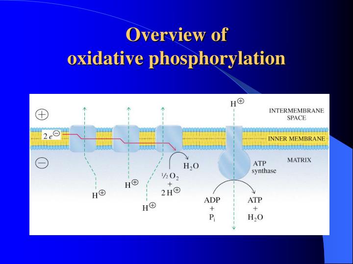 Oxidative Phosphorylation Diagram Mastering Biology