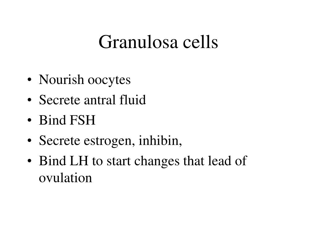 PPT - Female Reproductive system: Ovary Uterus Mammary glands ...