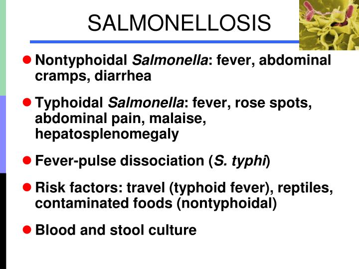 Salmonella Typhi Rose Spots